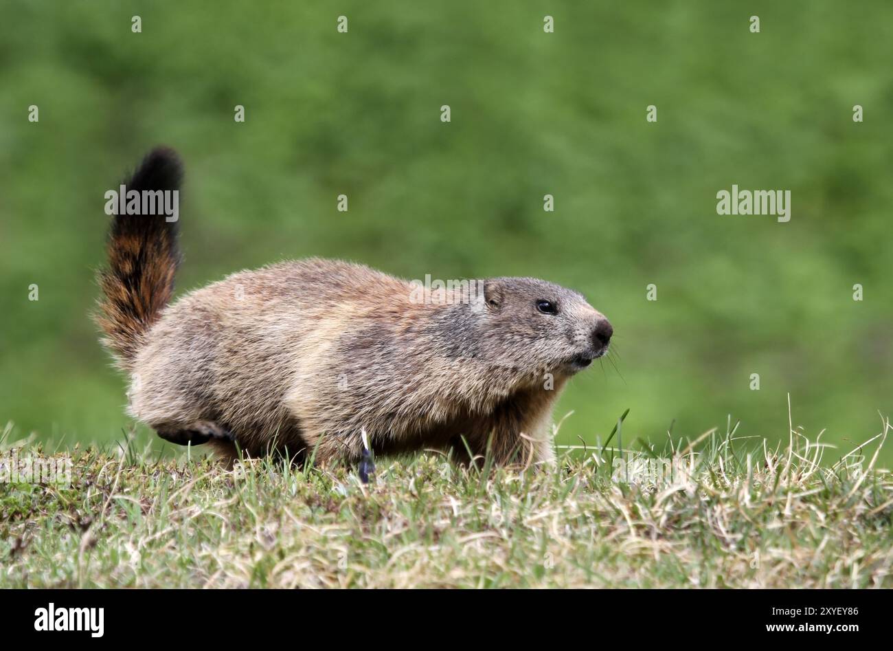 Groundhog italy hi-res stock photography and images - Alamy