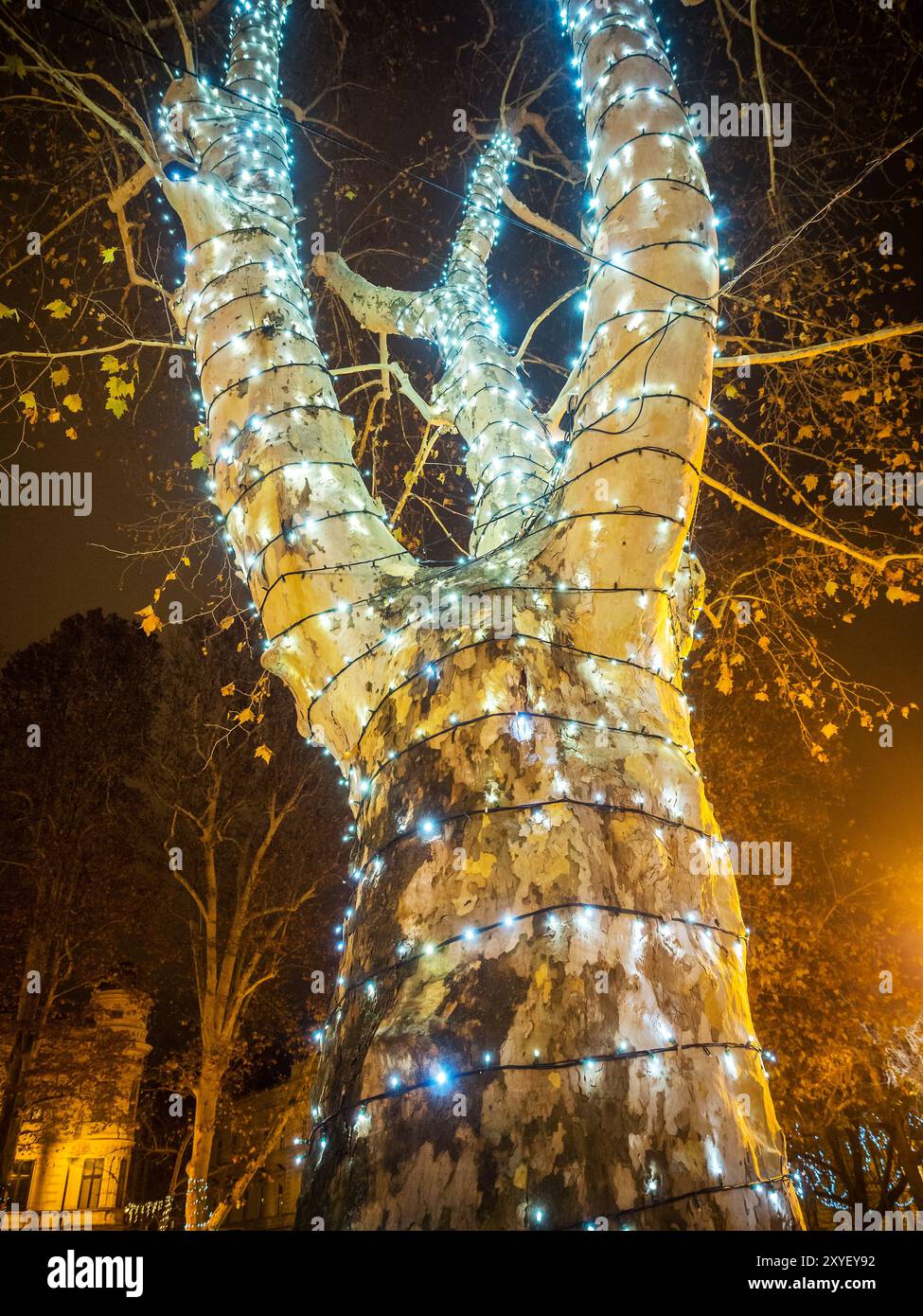 Fairy lights tree trunk hi-res stock photography and images - Alamy