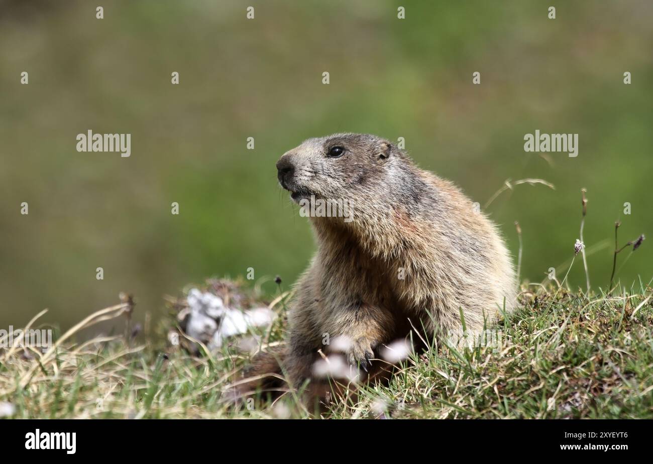 Wildlife guardians hi-res stock photography and images - Alamy