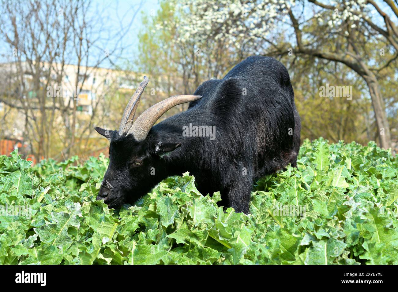 Goats in captivity hi-res stock photography and images - Alamy