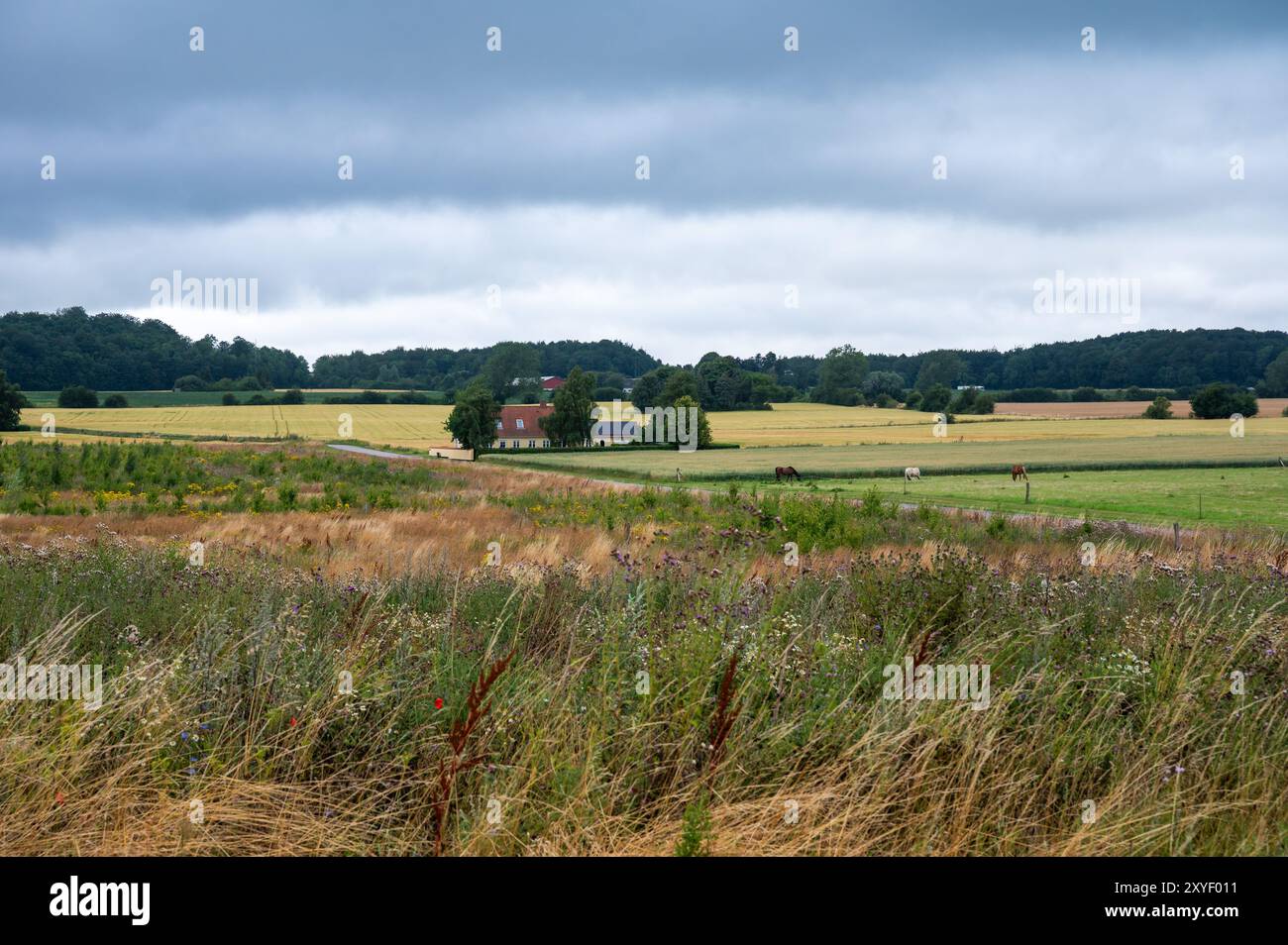 Pasture landscape with colorful grasses at the Danish countryside ...