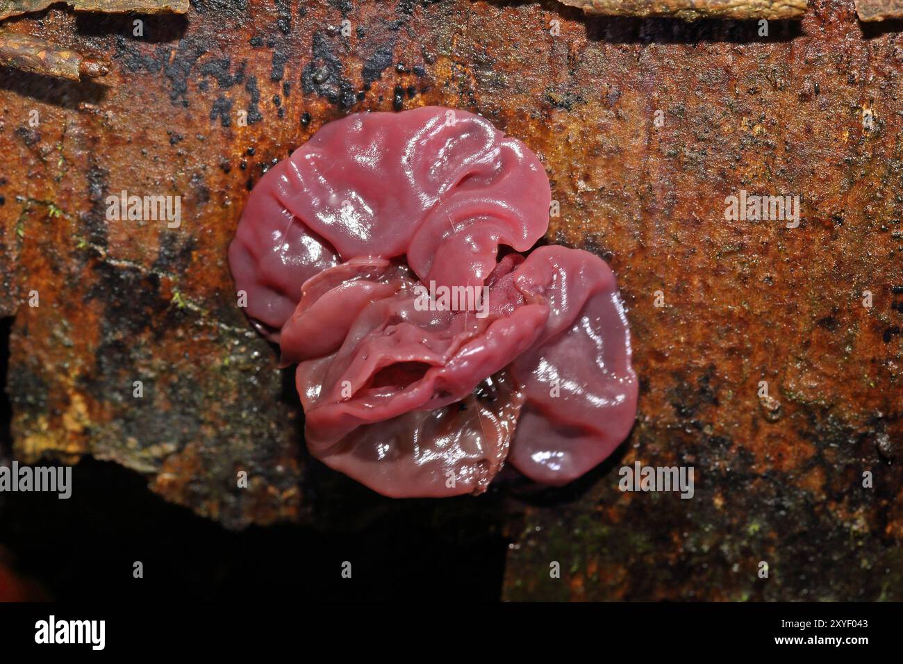 Jelly drops fungi hi-res stock photography and images - Alamy