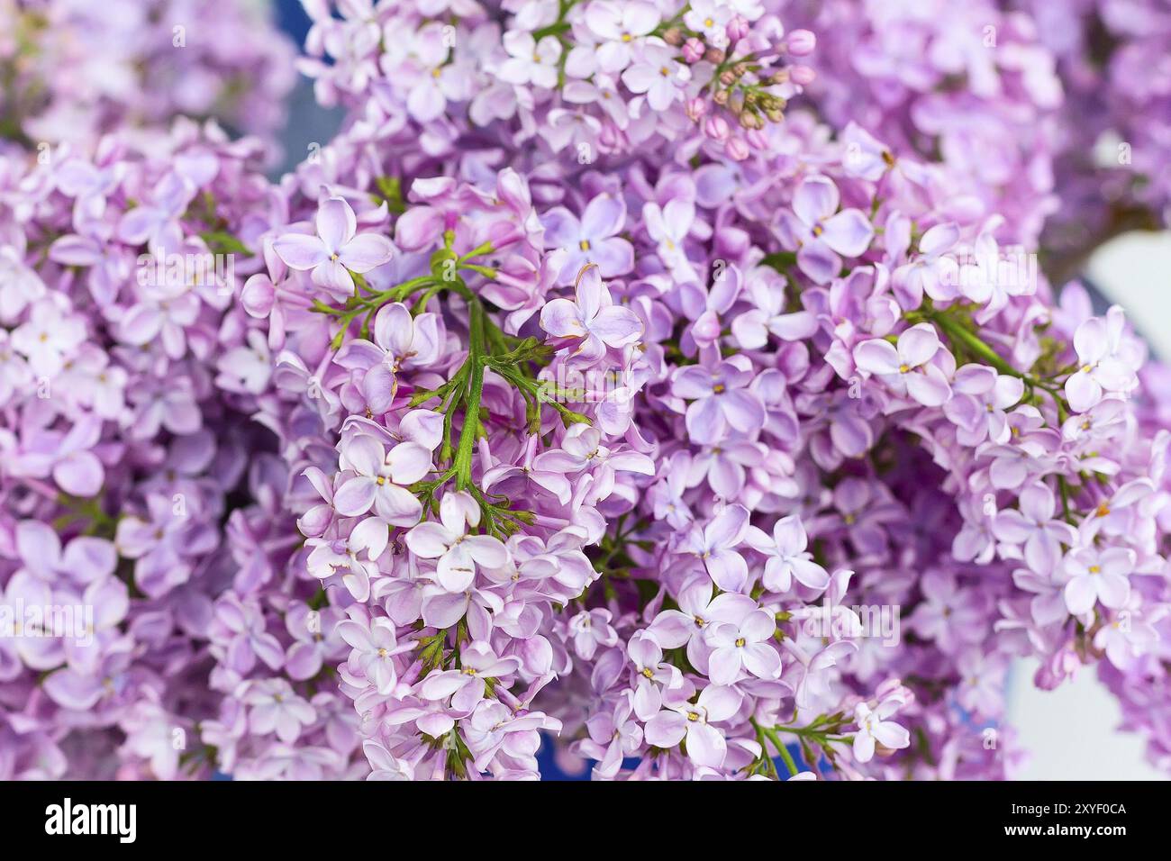 Branch of (Syringa vulgaris) purple lilac blossom at spring texture ...