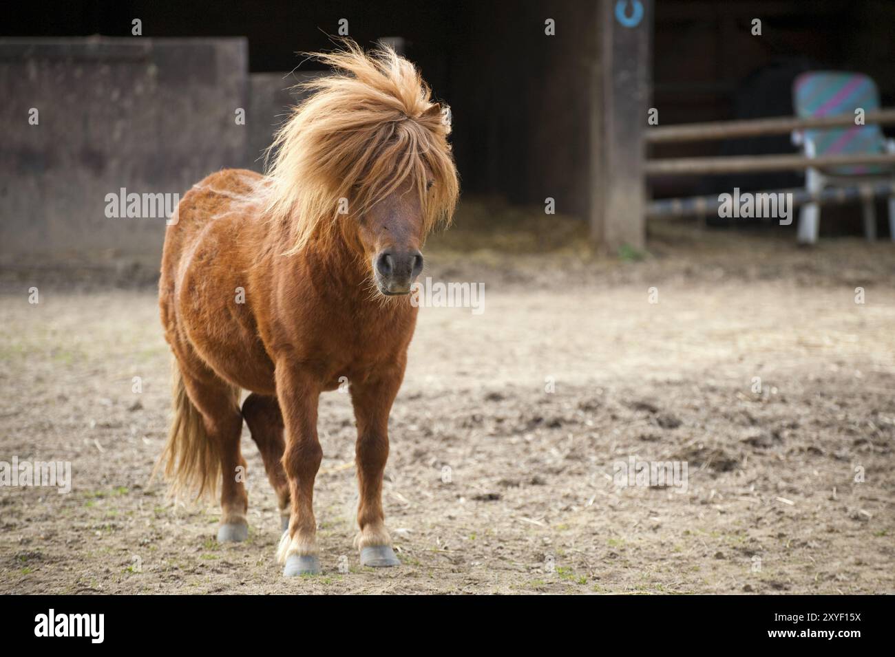 Chestnut tails hi-res stock photography and images - Alamy
