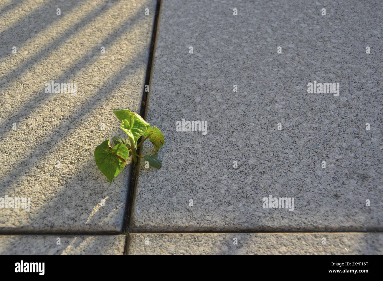 A plant's fight for survival Stock Photo - Alamy