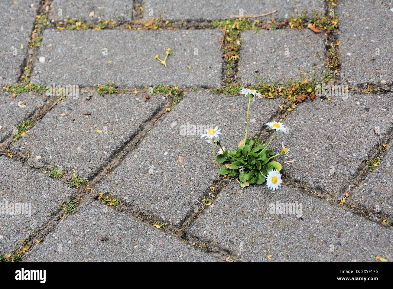 Daisy path walkway hi-res stock photography and images - Alamy