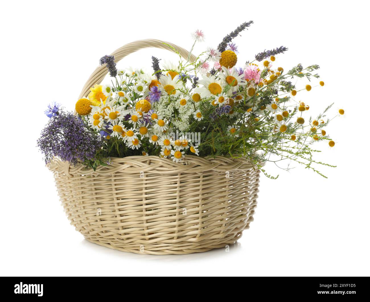 Beautiful wildflowers in wicker basket isolated on white Stock Photo ...