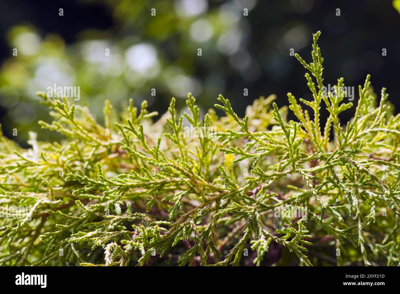 Yellow cypress as a permanent planting in a window box Stock Photo - Alamy
