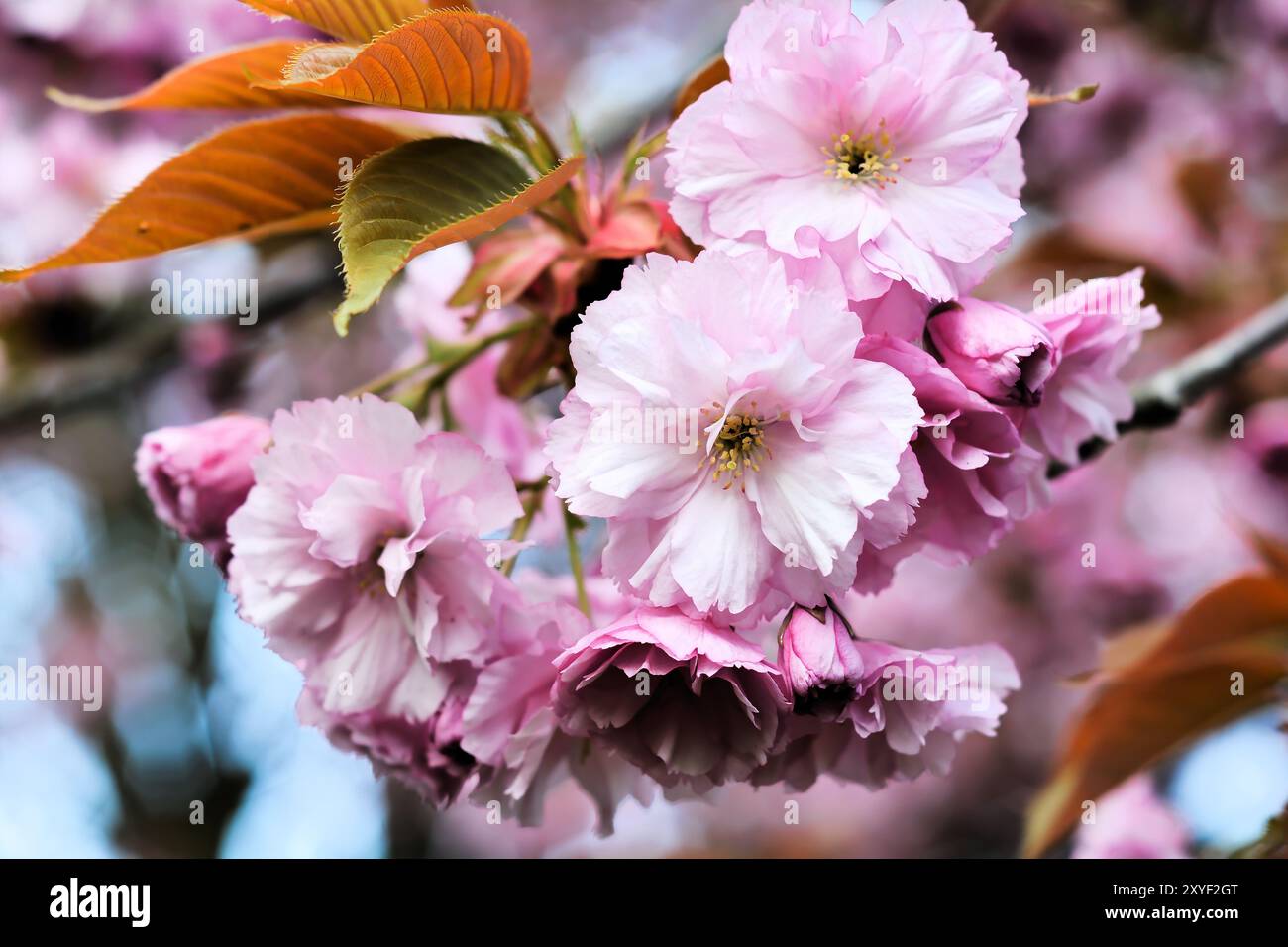 Splendid spring view on hi-res stock photography and images - Alamy