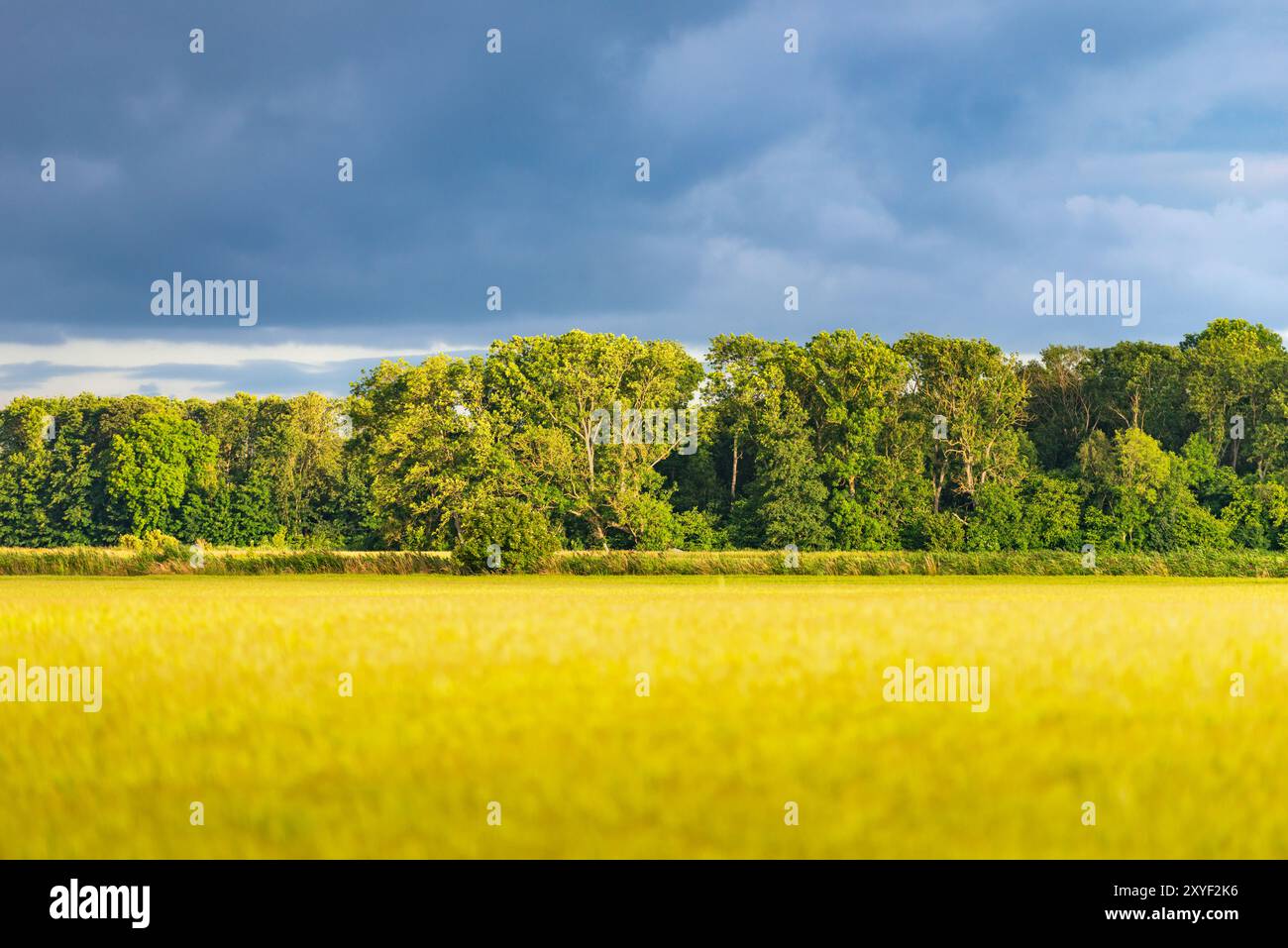 Photo of a field from the Danish summer. It's around the time of sunset ...