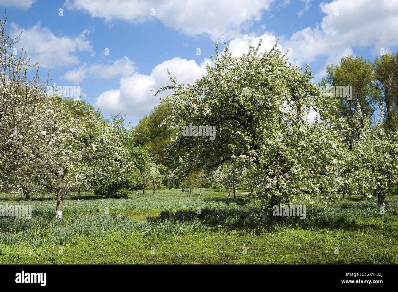 Apple orchard in spring in the sunshine Stock Photo - Alamy