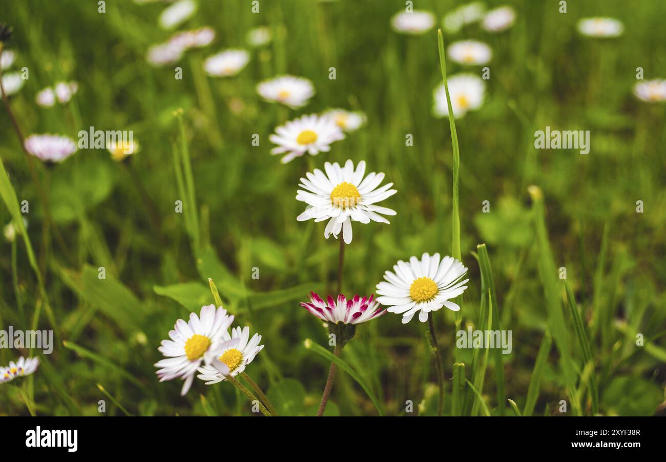 Flowering of daisies. (Leucanthemum) Oxeye daisy vulgare, Daisies, Dox-eye, Common daisy, Dog ...