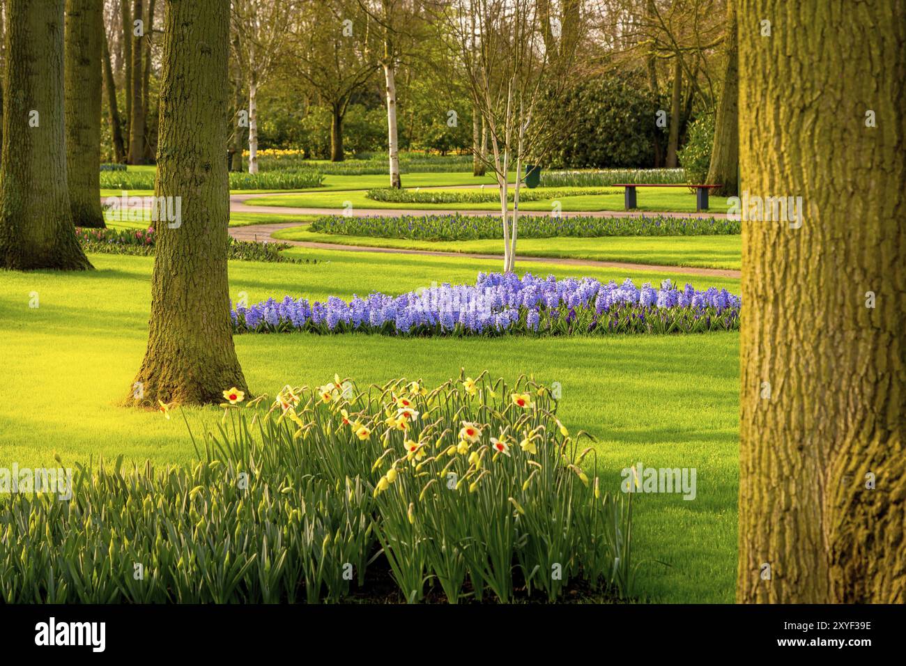 Colorful lilac hyacinthand yellow daffodil flowers blossom in dutch ...