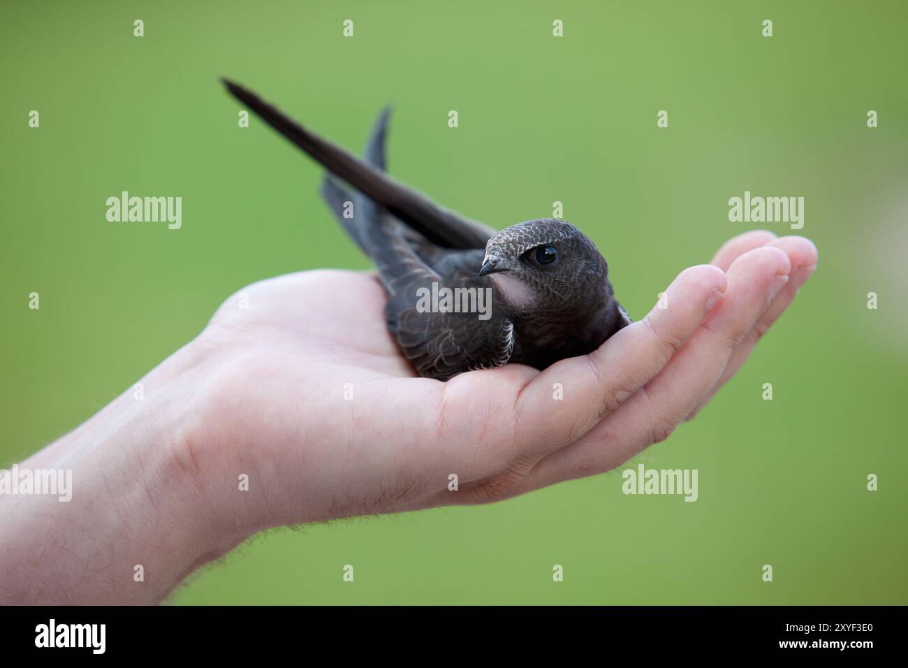 Portrait of a young swift sitting on a hand Stock Photo - Alamy