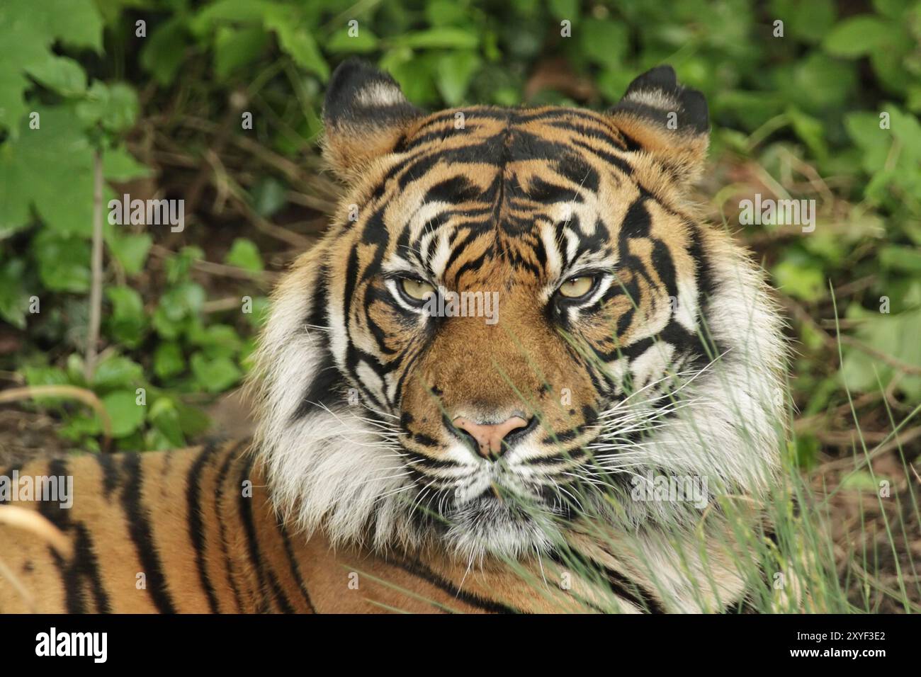 Portrait of a Sumatran tiger (Panthera tigris sumatrae) . portrait of a ...