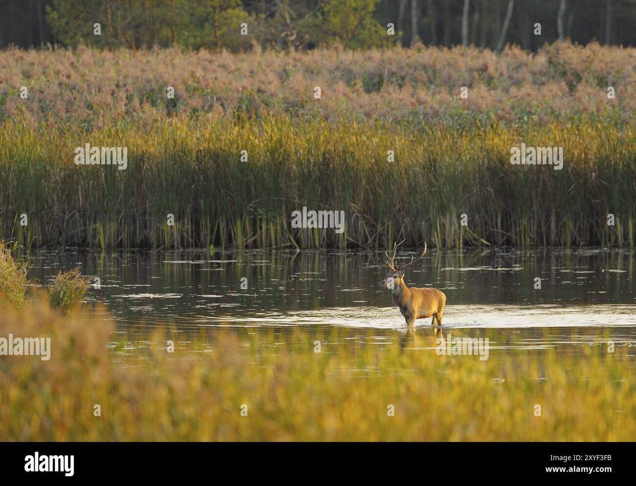 Photo of a heathland area hi-res stock photography and images - Alamy