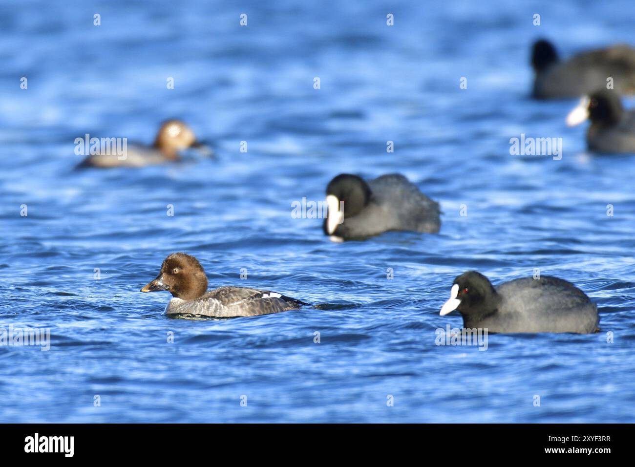 Female Common goldeneye on a lake. Female goldeneye in winter Stock ...