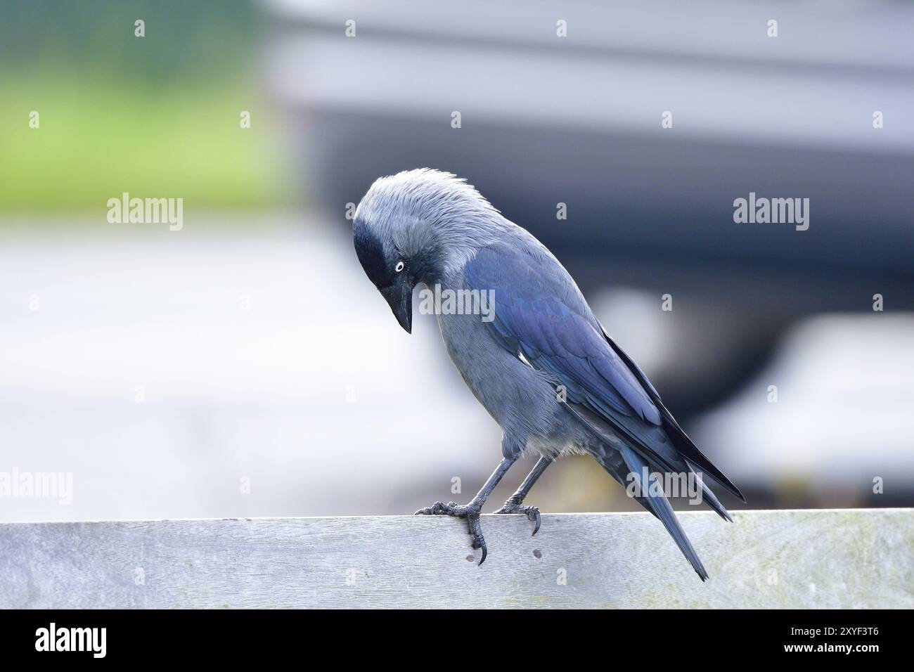 Jackdaw corvus monedula foraging for food hi-res stock photography and ...
