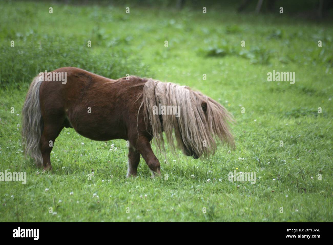 Robust small horses Stock Photo - Alamy