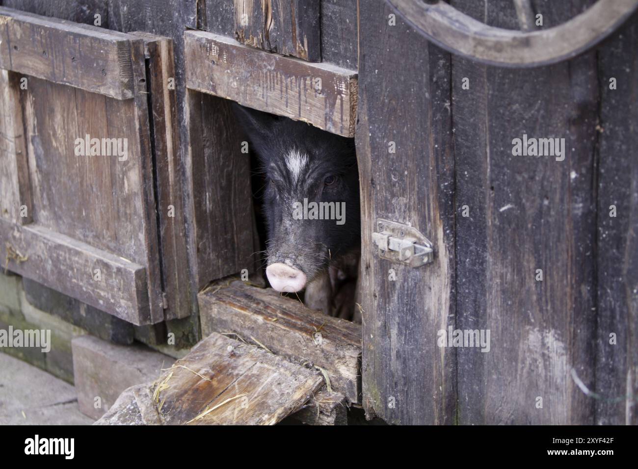 Pig looks out of a barn Stock Photo - Alamy