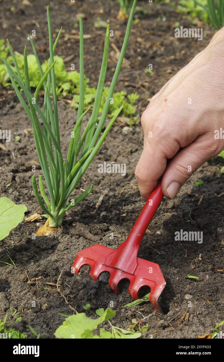 Plucking weeds hi-res stock photography and images - Alamy