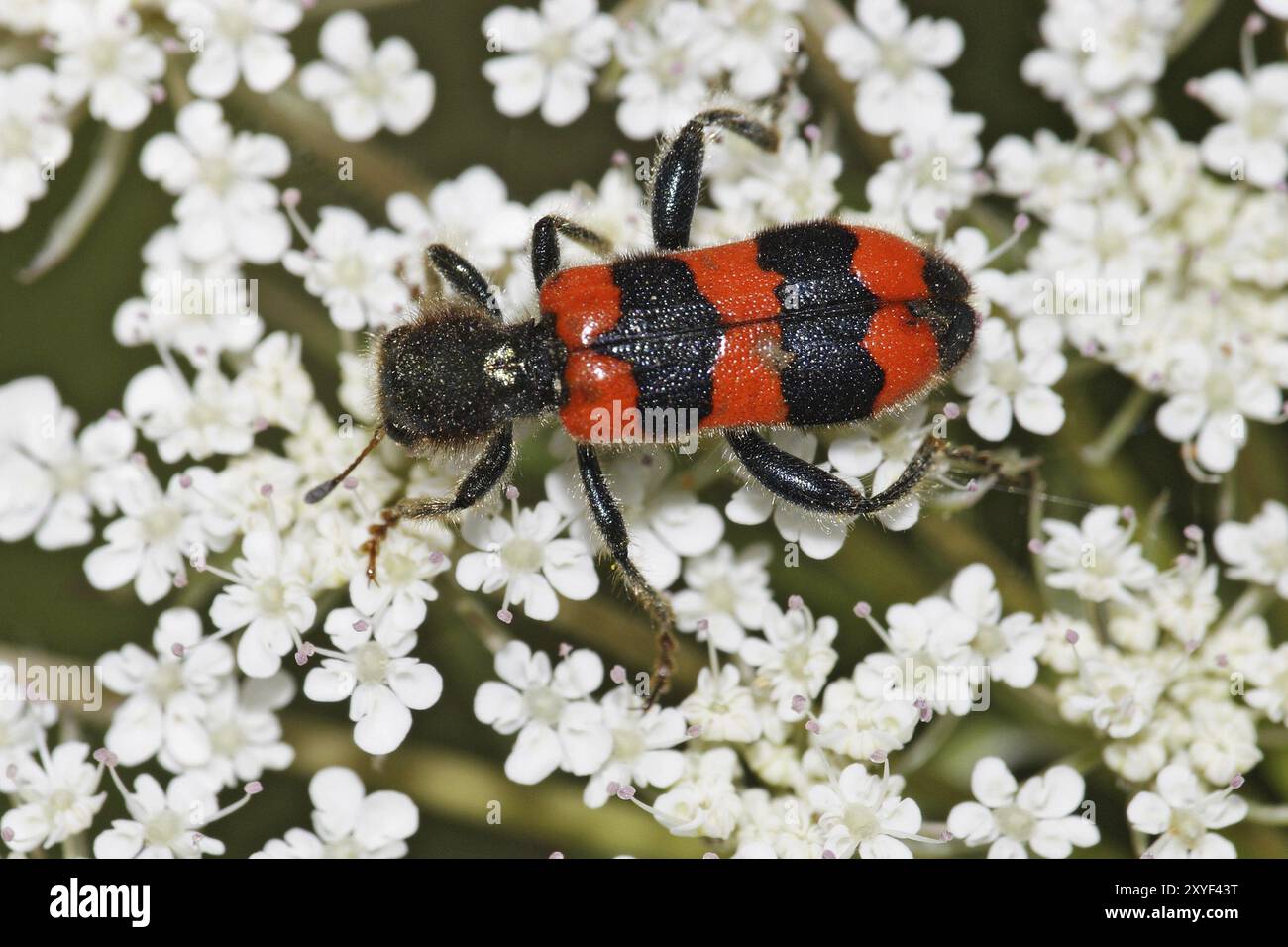 Bienenwolf, Trichodes apiarius, beetle Stock Photo - Alamy