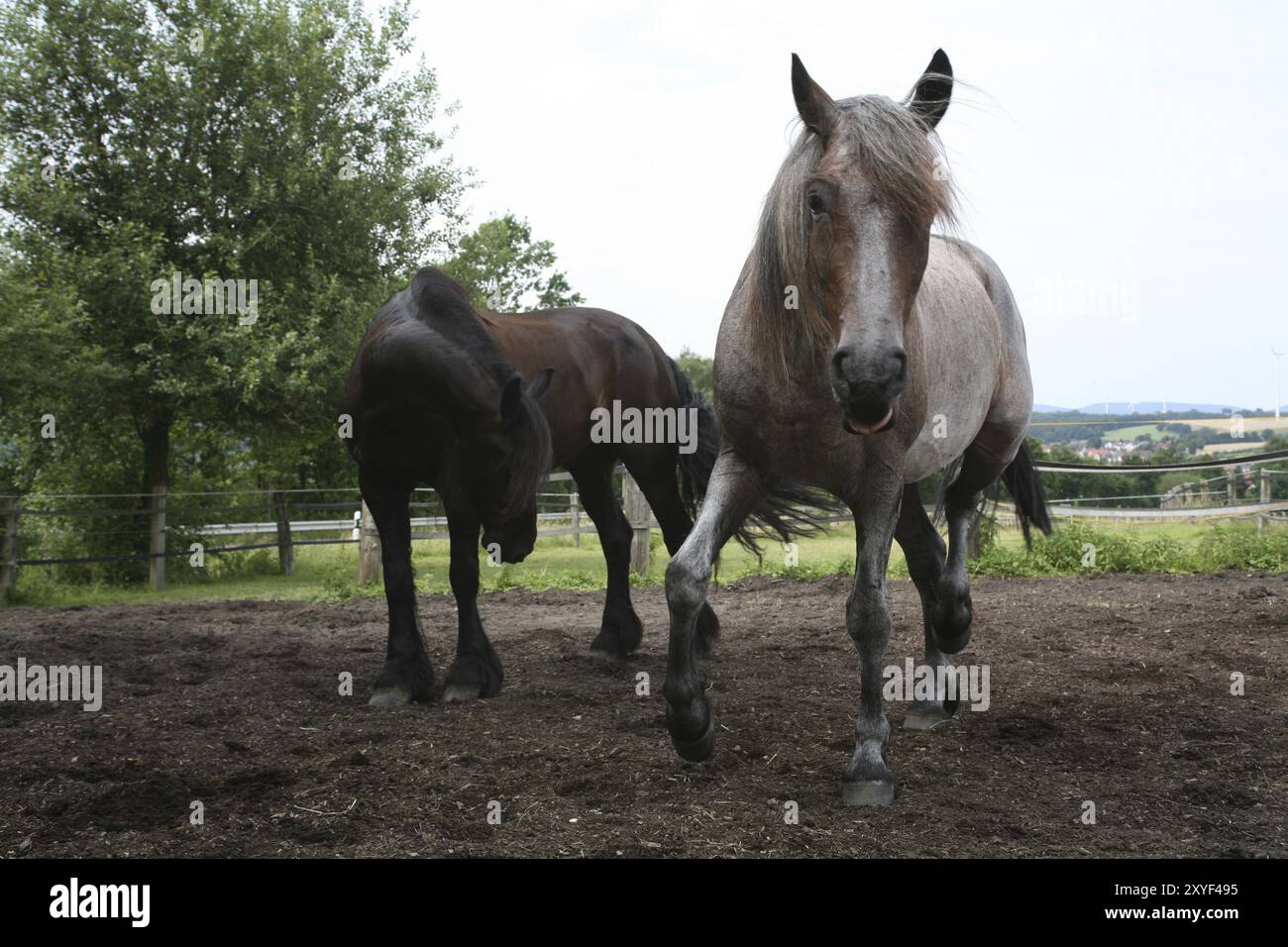 Friesian arabian hi-res stock photography and images - Alamy