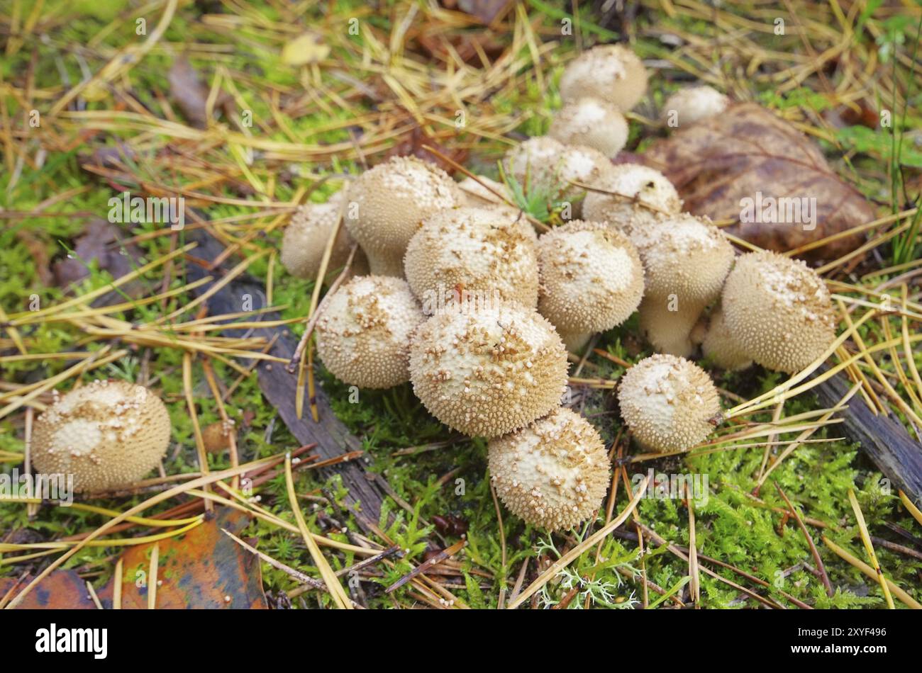 Section common puffball hi-res stock photography and images - Alamy