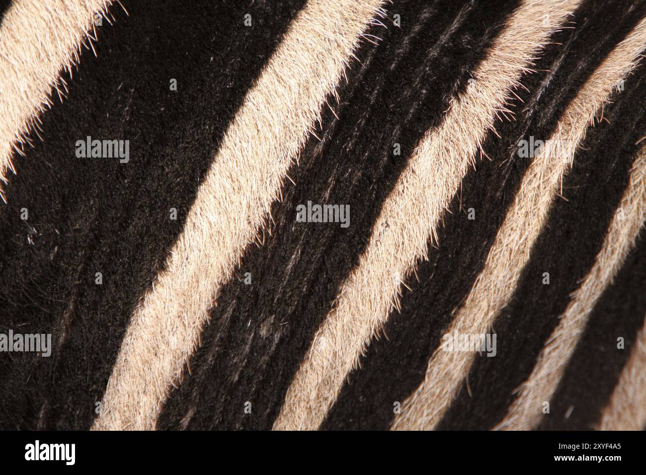 Details of zebras hi-res stock photography and images - Alamy