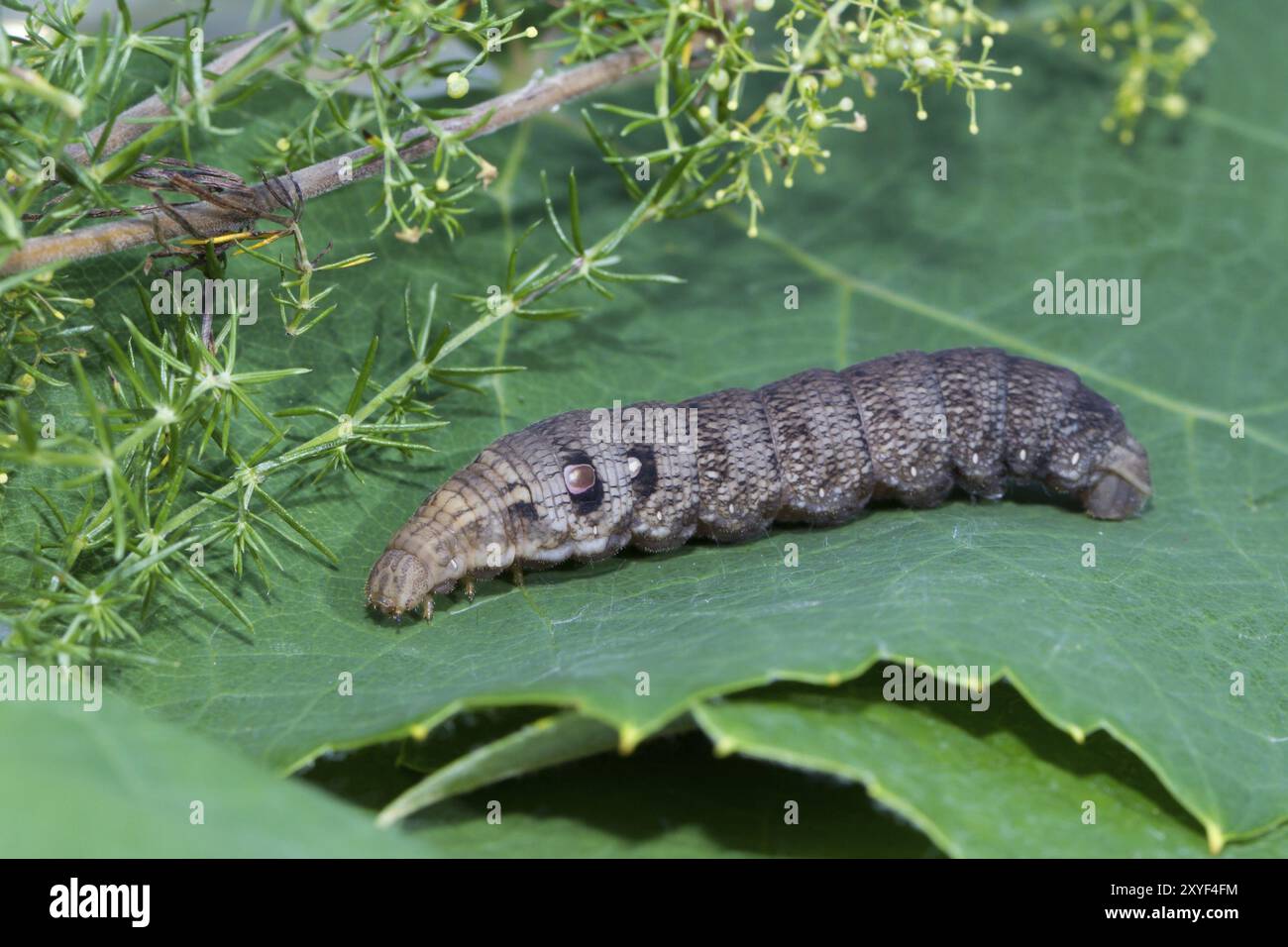 Small elephant hawk-moth (Deilephila porcellus), small elephant hawk ...