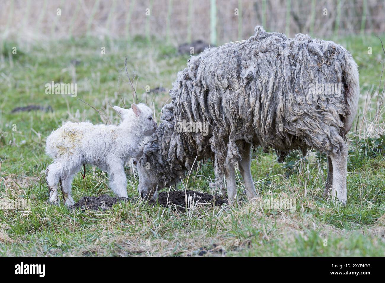 Die Ostpreussische Skudde, Skudde is a breed of domesticated sheep from ...