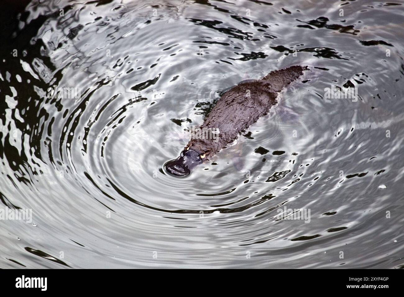 Monotremes in australia hi-res stock photography and images - Alamy
