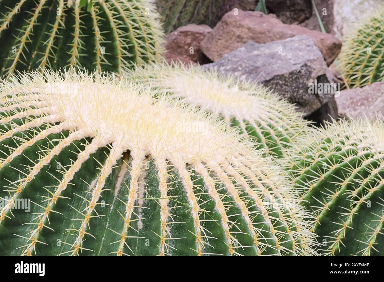 Cactus mother-in-law's chair, Golden Barrel Cactus 02 Stock Photo - Alamy