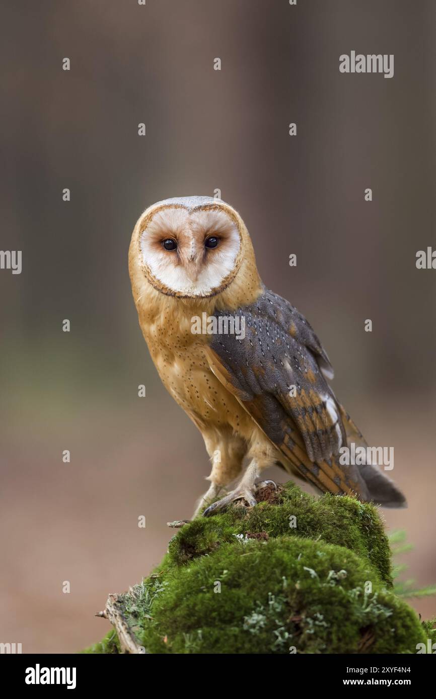 Barn owl, Tyto alba, barn owl Stock Photo - Alamy