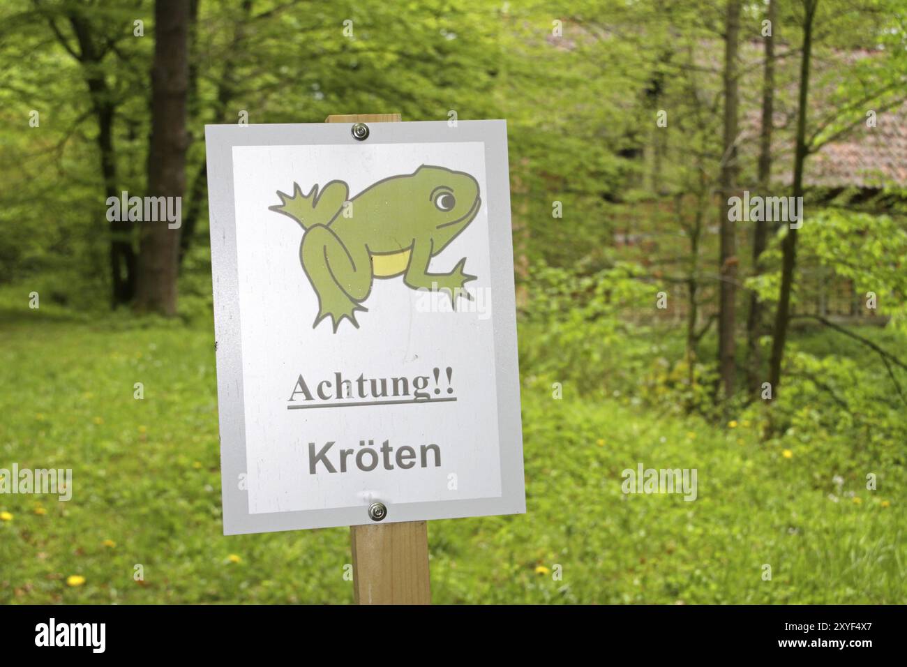 Amphibians toads mating season hi-res stock photography and images - Alamy
