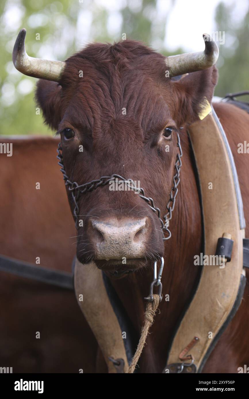 Bullock team hi-res stock photography and images - Alamy