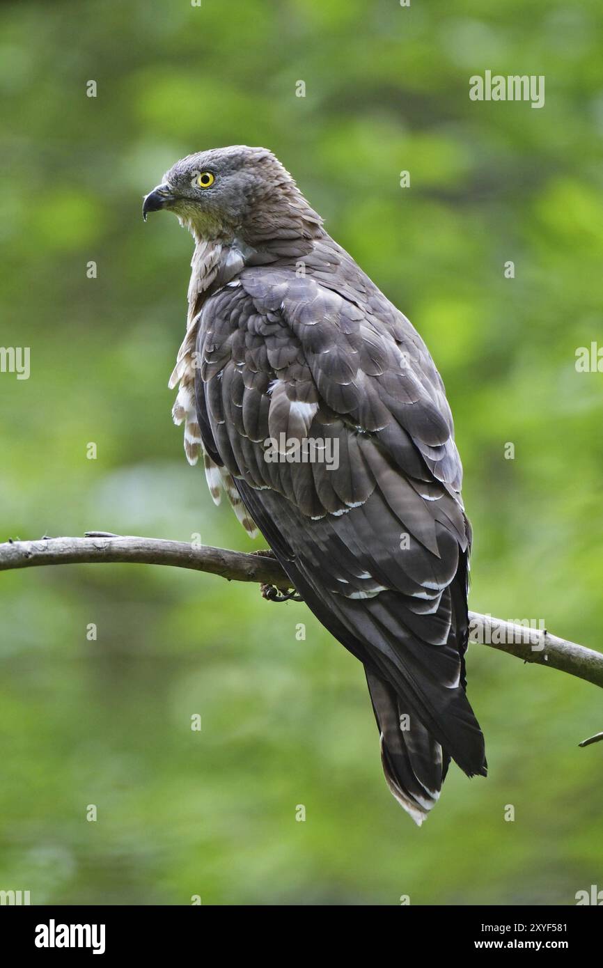 Honey buzzard, male, Pernis apivorus, European honey buzzard, male ...