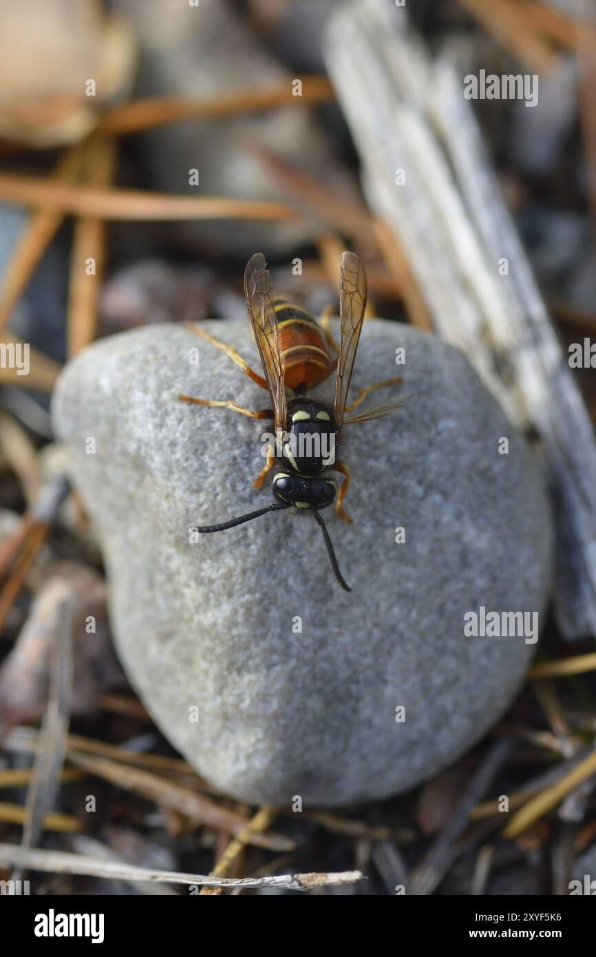 Red wasp vespula rufa hi-res stock photography and images - Alamy