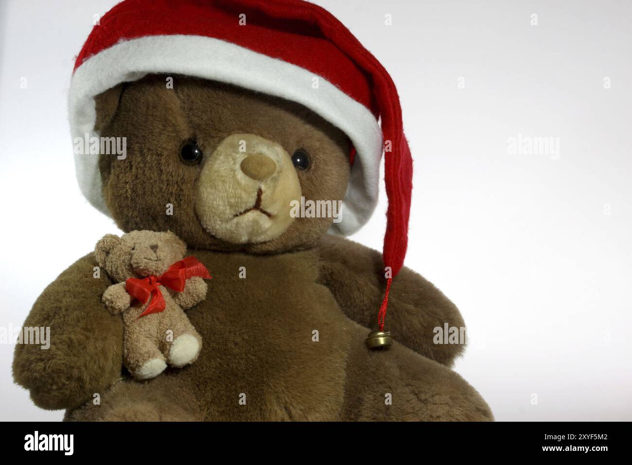 Pom bears hi-res stock photography and images - Alamy