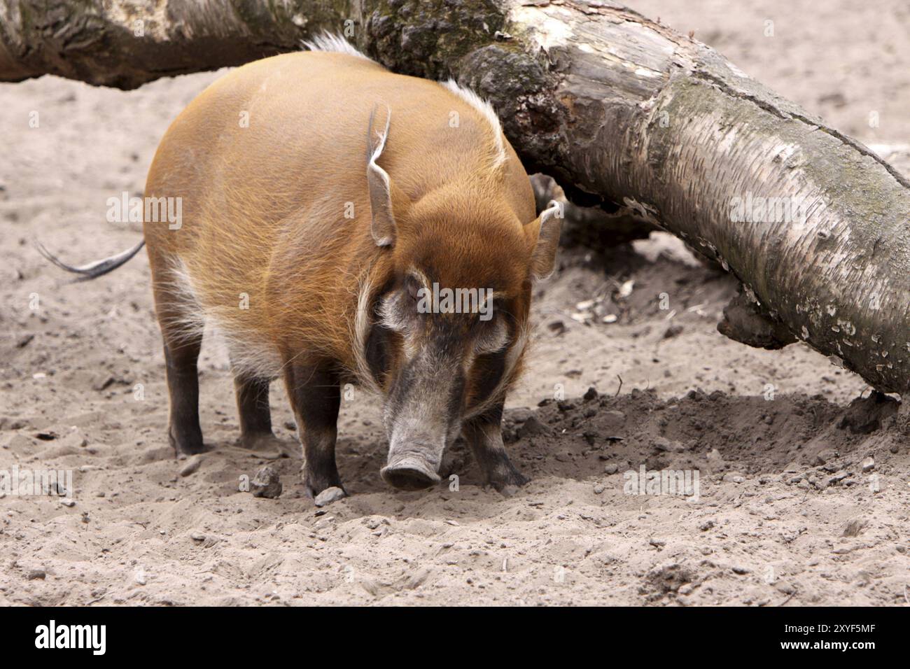 Brush eared pig hi-res stock photography and images - Alamy