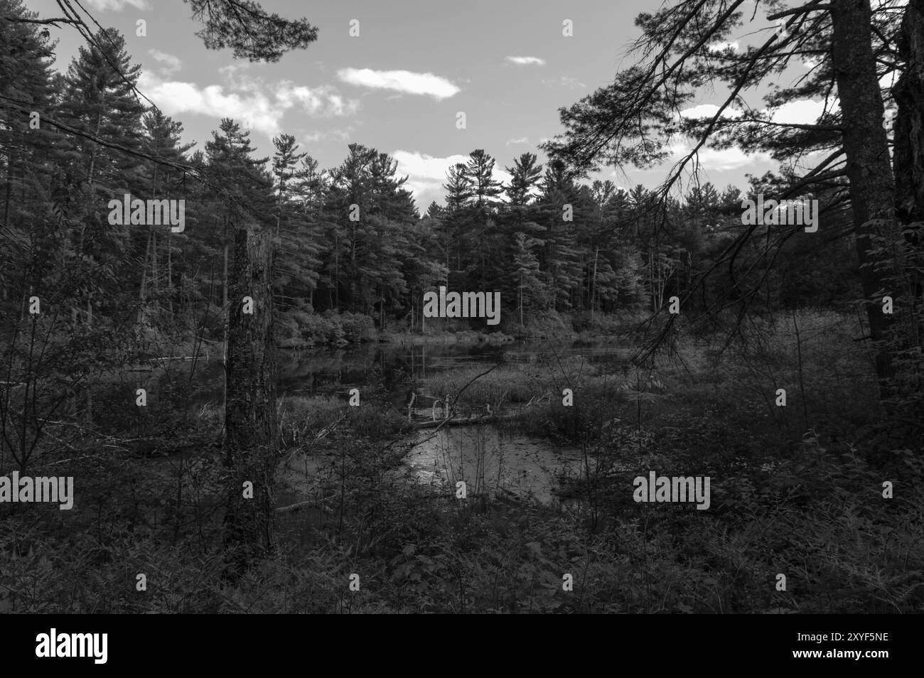 River beaver Black and White Stock Photos & Images - Alamy