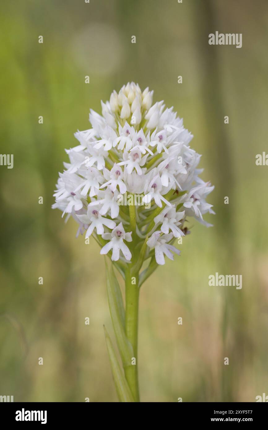 Pyramidal orchid (Anacamptis pyramidalis), pyramidal orchid Stock Photo ...
