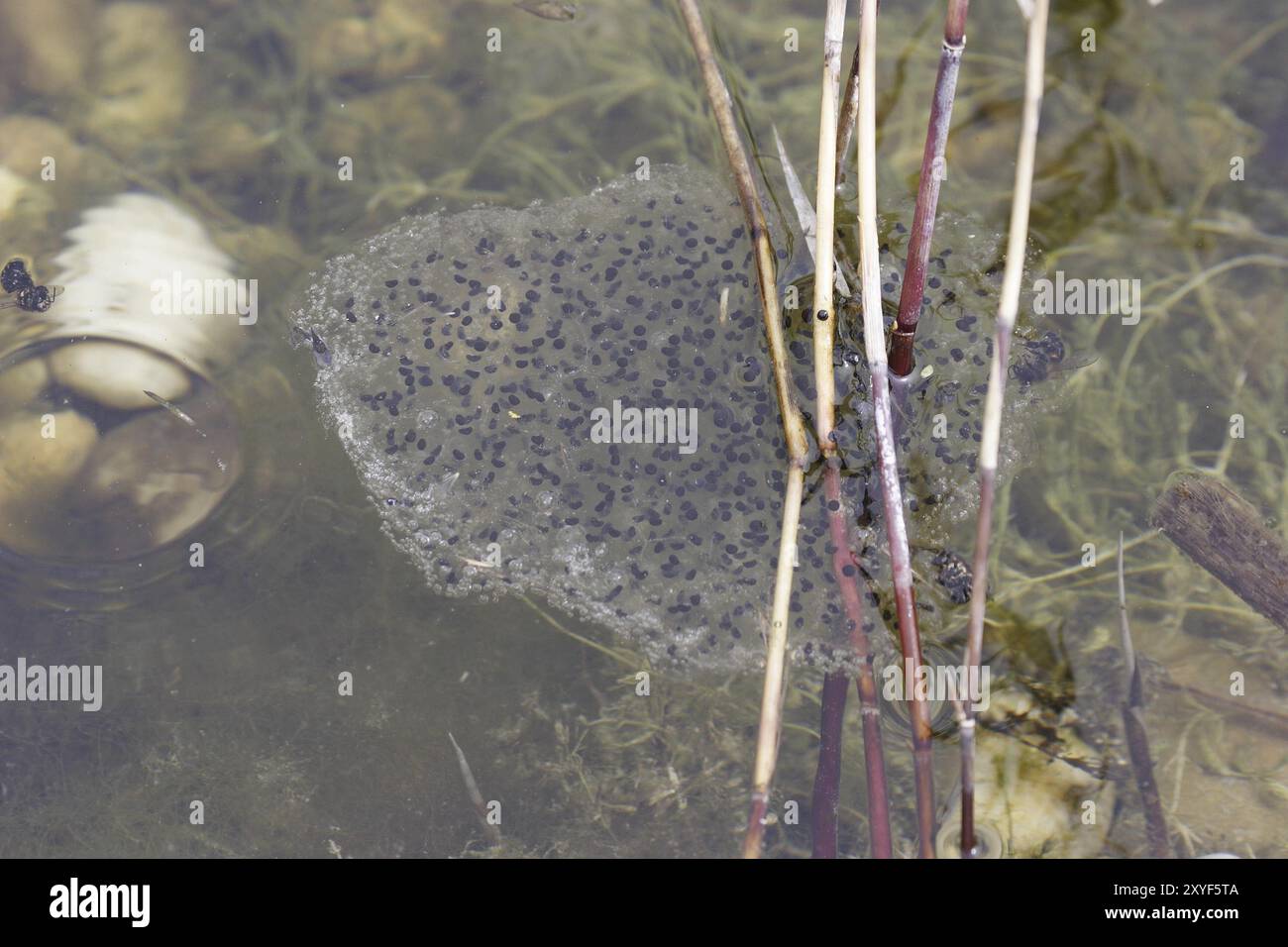 Egg depositions hi-res stock photography and images - Alamy