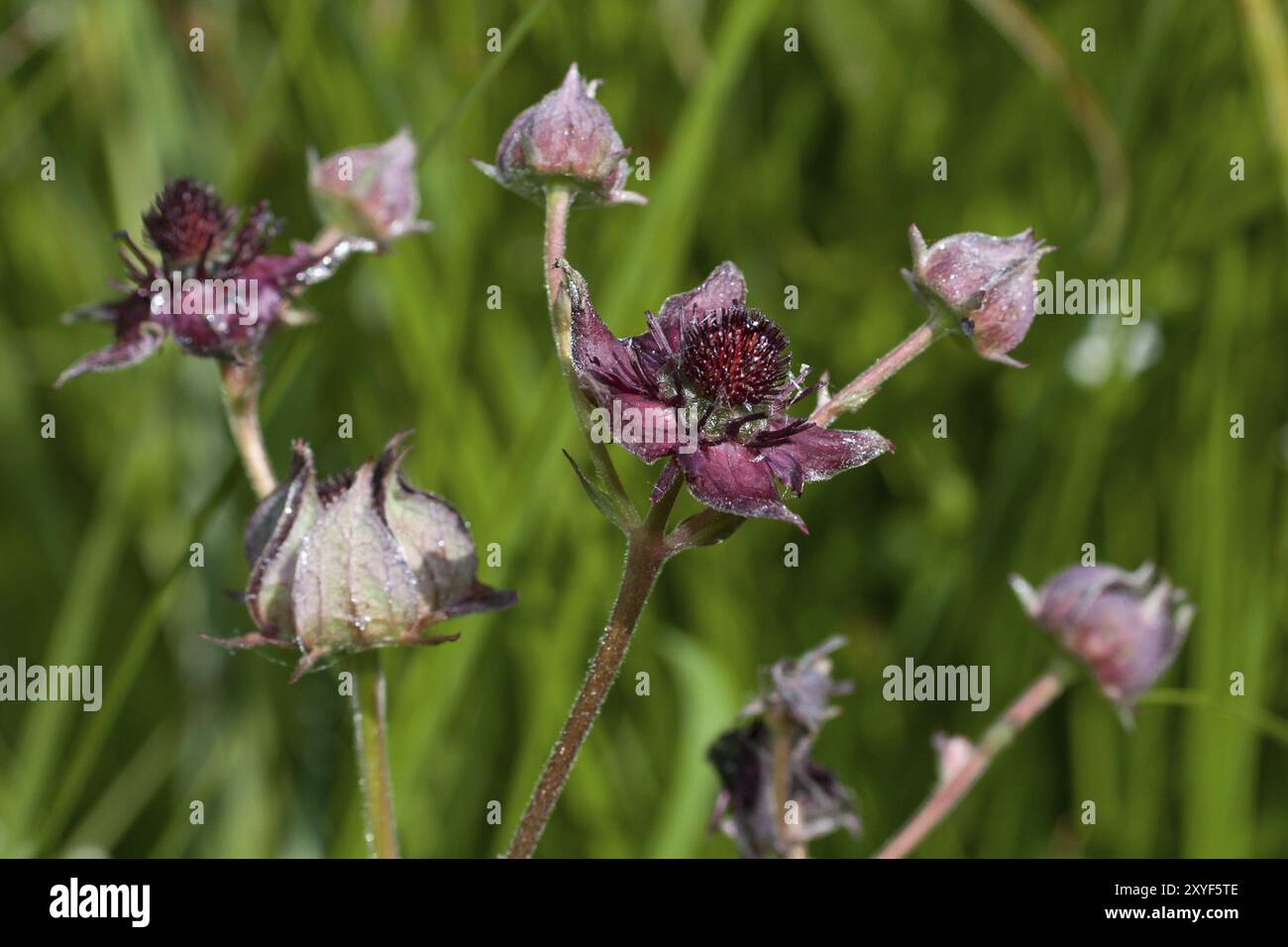 Potentilla palustris, purple marshlocks Stock Photo - Alamy