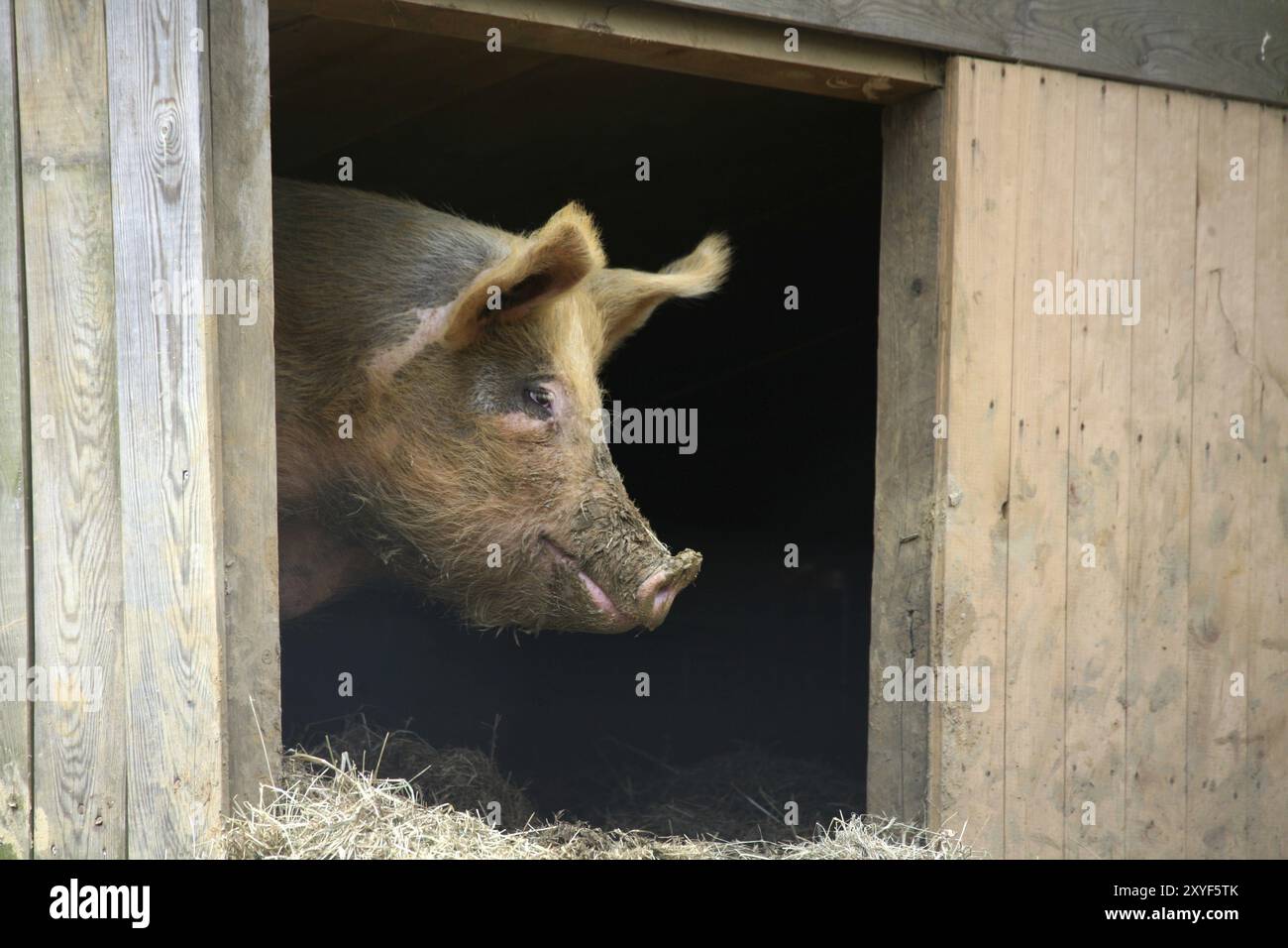 Acorn housing hi-res stock photography and images - Alamy