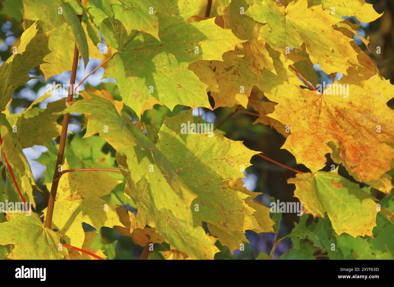 Maple leaf 11 Stock Photo - Alamy