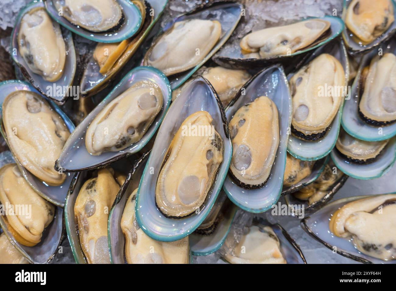 Rare shell fish hi-res stock photography and images - Alamy