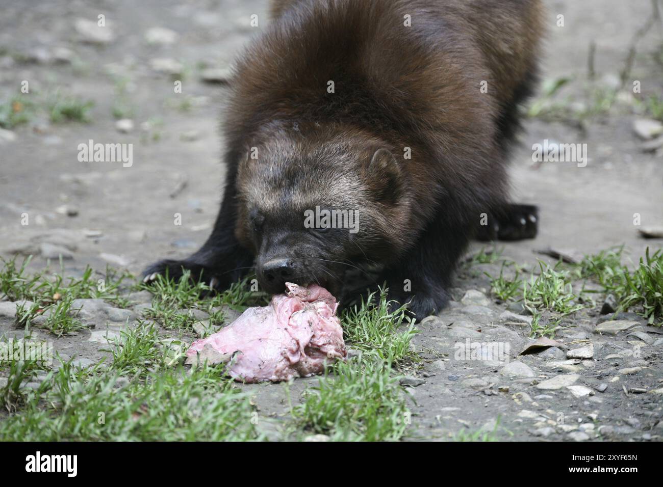Gulo gulo asia hi-res stock photography and images - Alamy