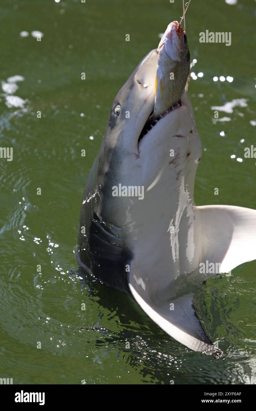 Shark tooth hunting hi-res stock photography and images - Alamy