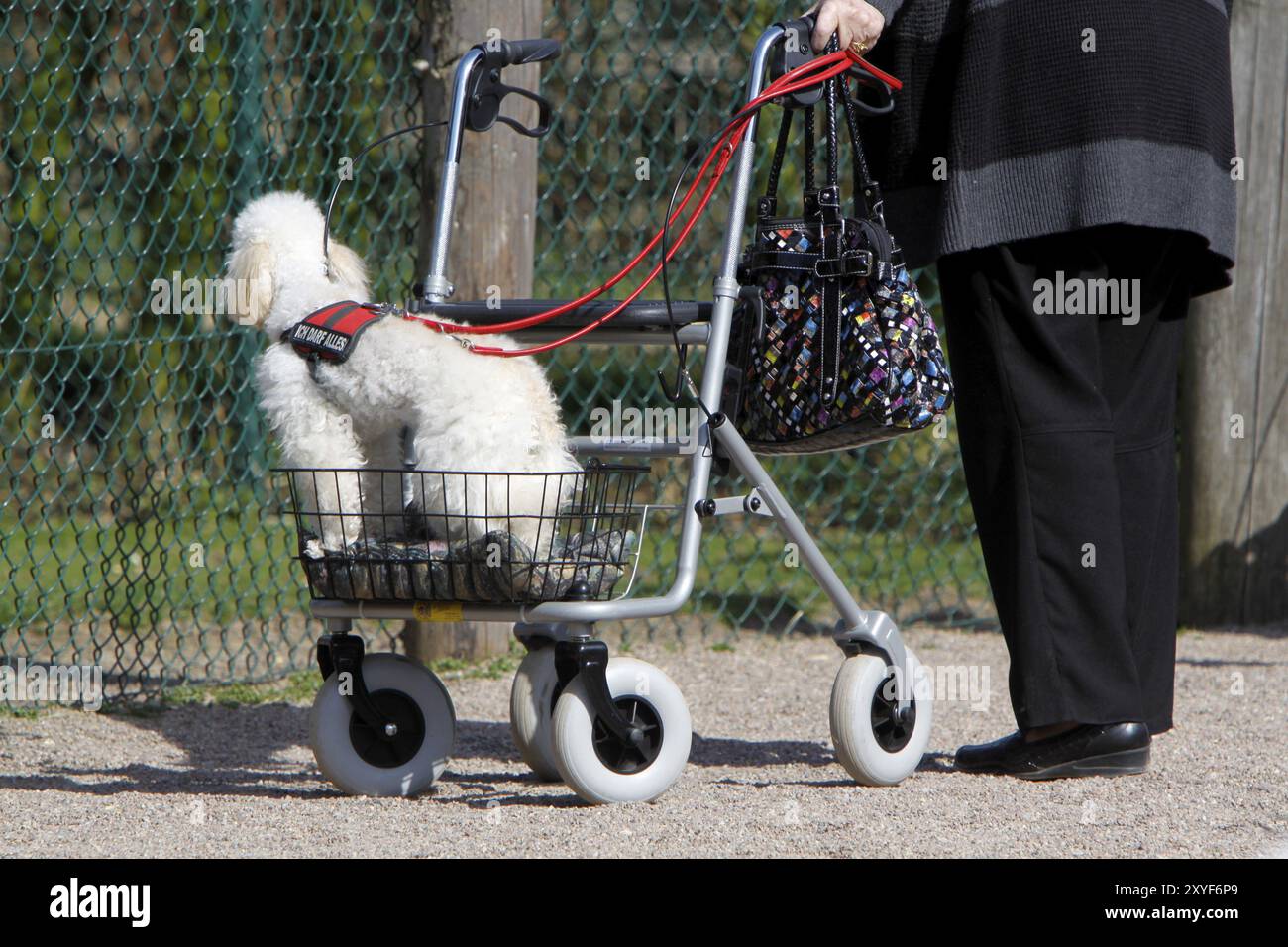 Senior citizen walker walks hi-res stock photography and images - Alamy